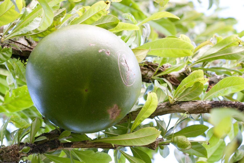 Jícaro de guacal | Universidad Nacional Agraria